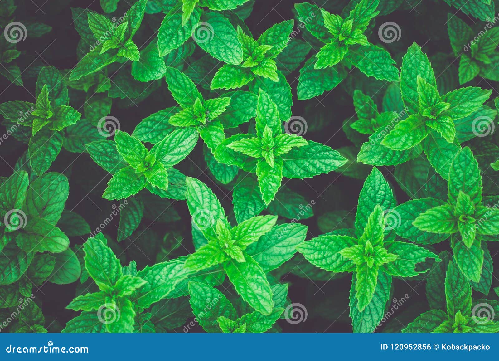 Peppermint leaves stock photo. Image of detail, natural - 120952856