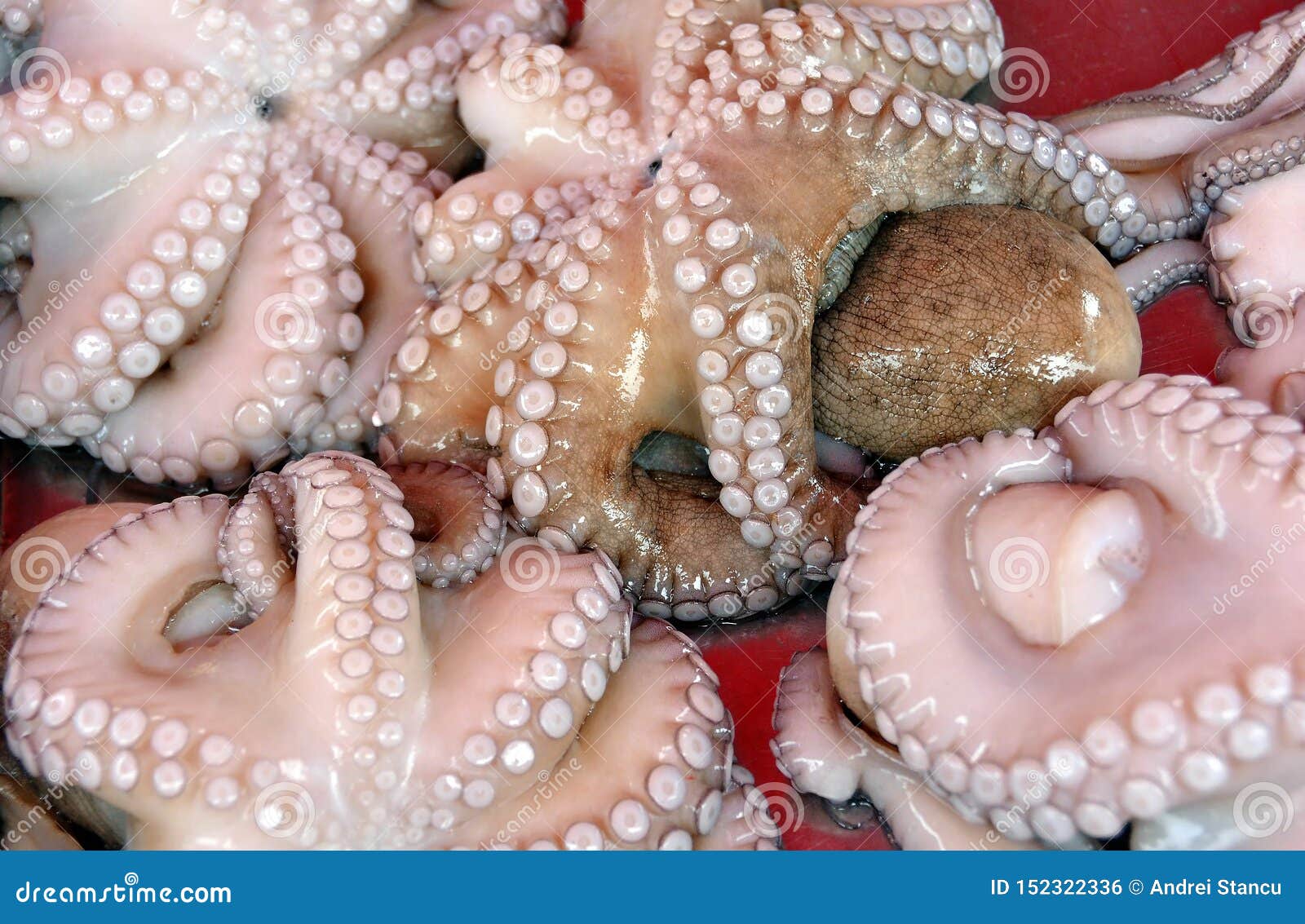 Octopus stock photo. Image of life, outdoor, outside - 152322336