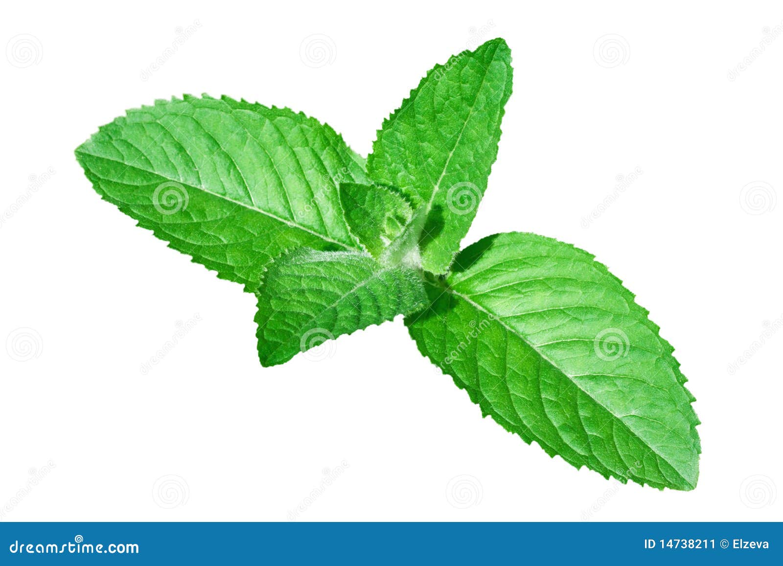 Closeup of Fresh Peppermint Leaves Stock Image - Image of card ...
