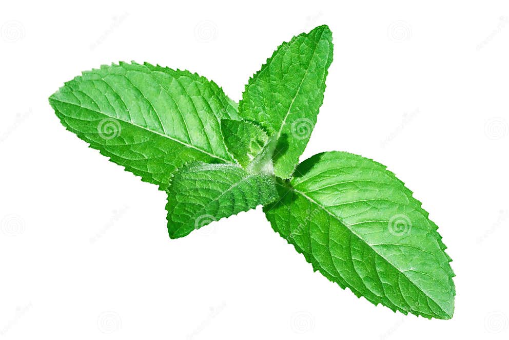 Closeup of Fresh Peppermint Leaves Stock Image - Image of card ...