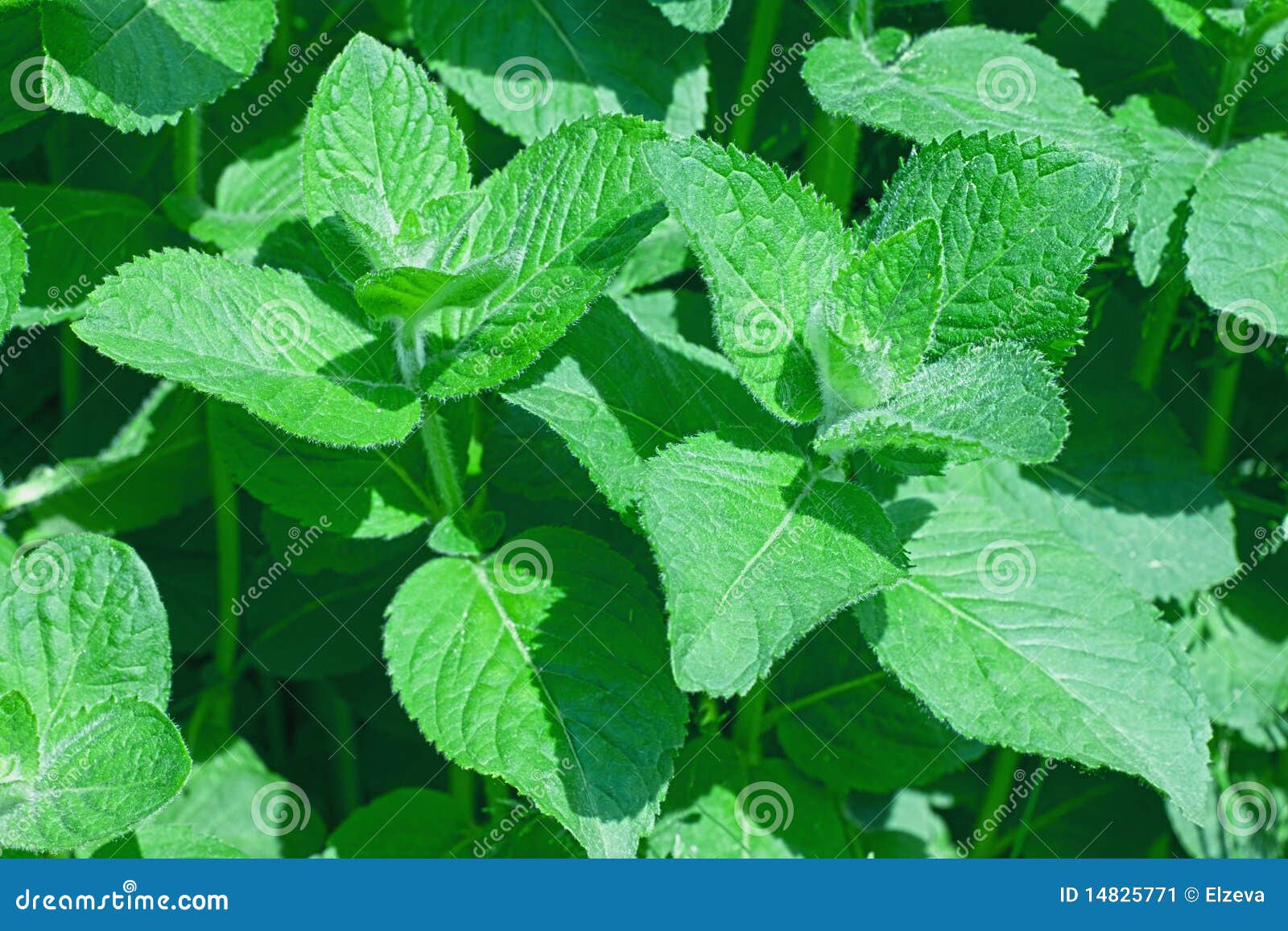 Closeup of Fresh Peppermint Leaves Stock Image - Image of flora ...