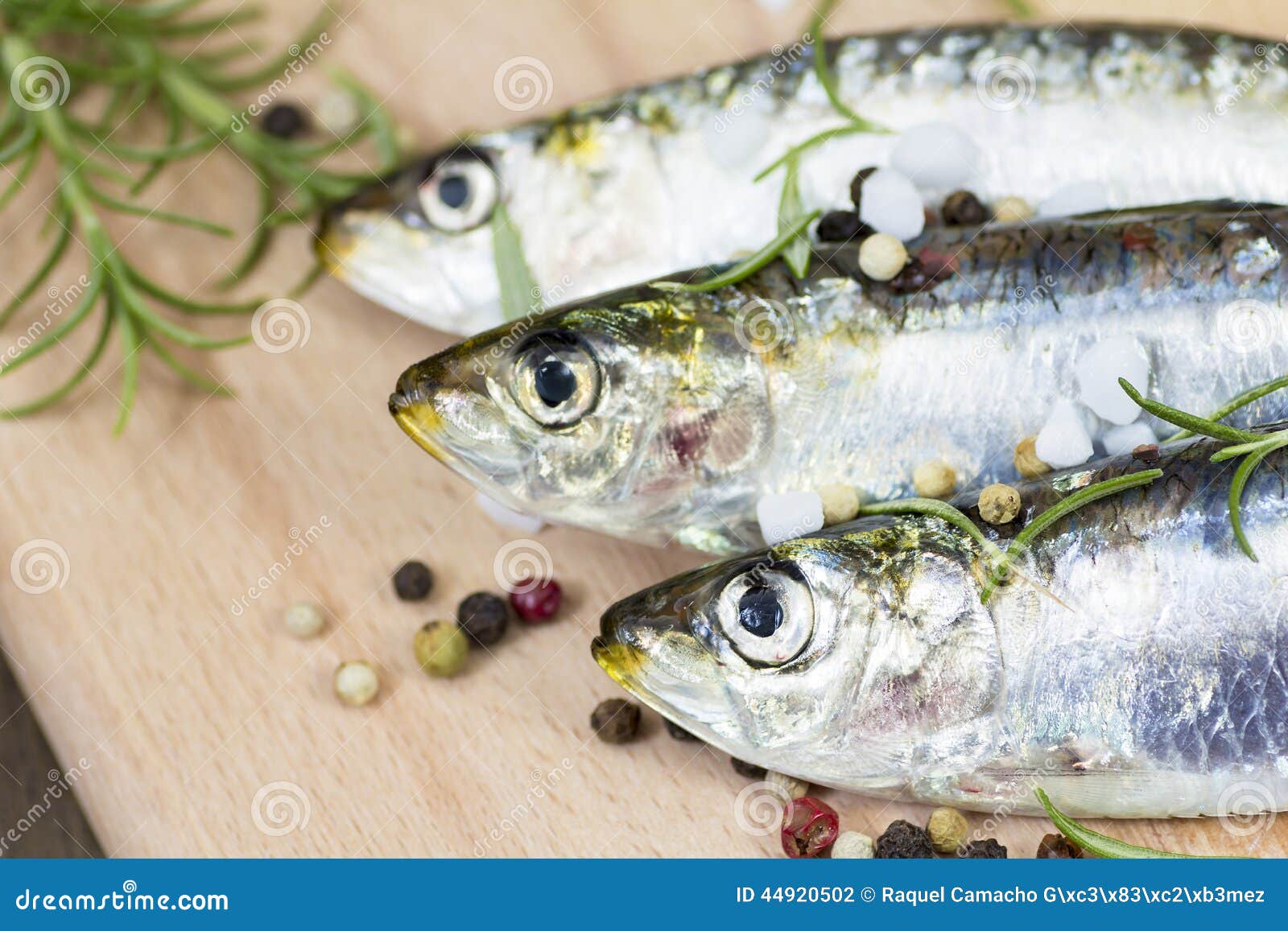 Closeup of fresh pilchard stock photo. Image of seafish - 44920502
