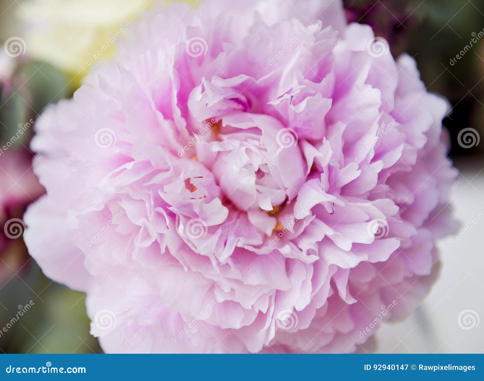 Closeup Fresh Real Pink Carnation Flower Stock Image - Image of ...