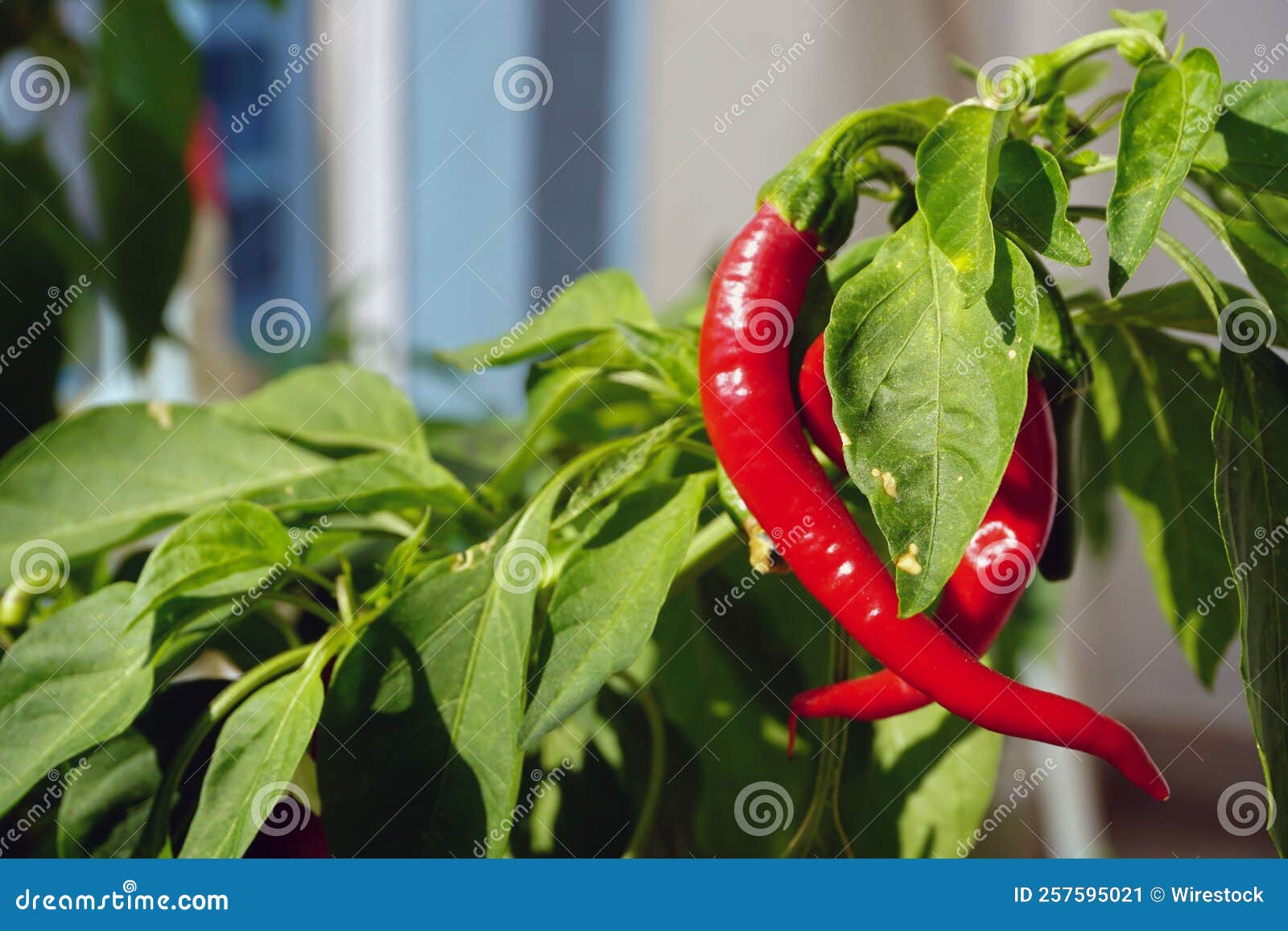 Closeup of a Fresh Red Chili Pepper Stock Image - Image of healthy ...