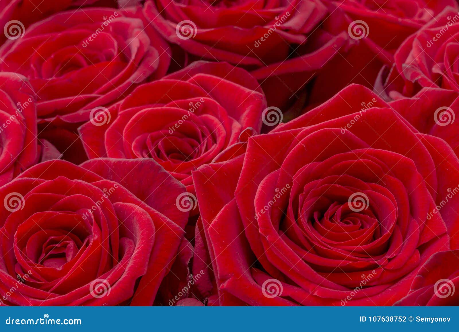 Closeup of a Fresh Red Rose. Big Bunch of Red Roses. Rose Flower ...