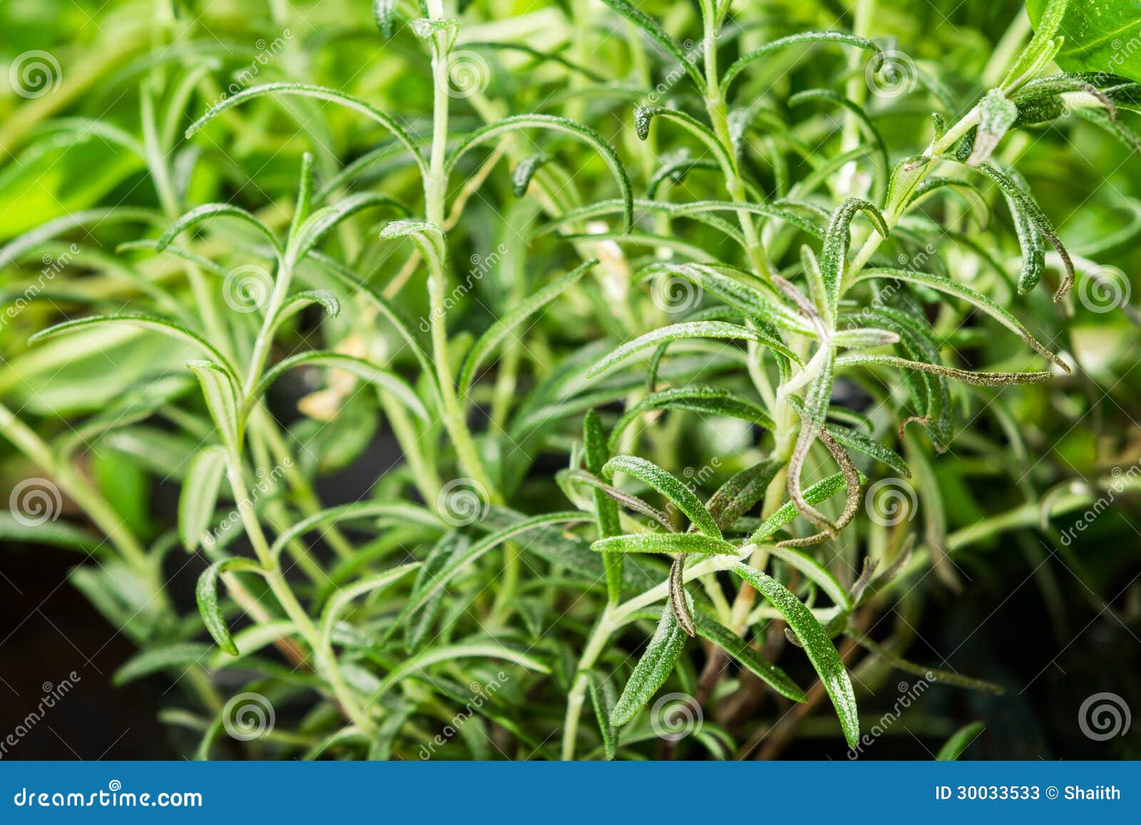 Fresh Thyme in Home Grown Produce Stock Image - Image of green, cooking ...