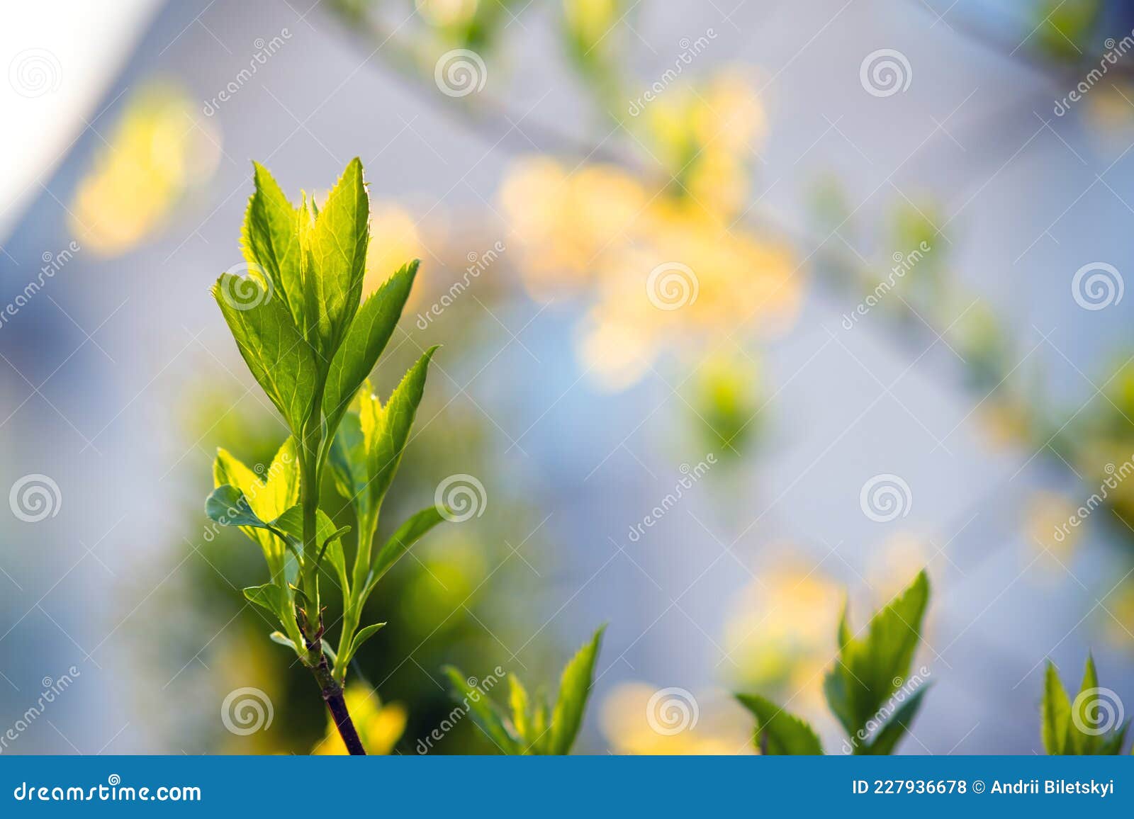 Closeup of Fresh Tree Sprouts with Green Leaves in Spring Stock Photo ...