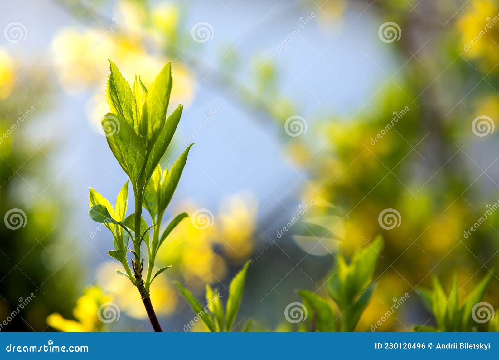 Closeup of Fresh Tree Sprouts with Green Leaves in Spring Stock Photo ...