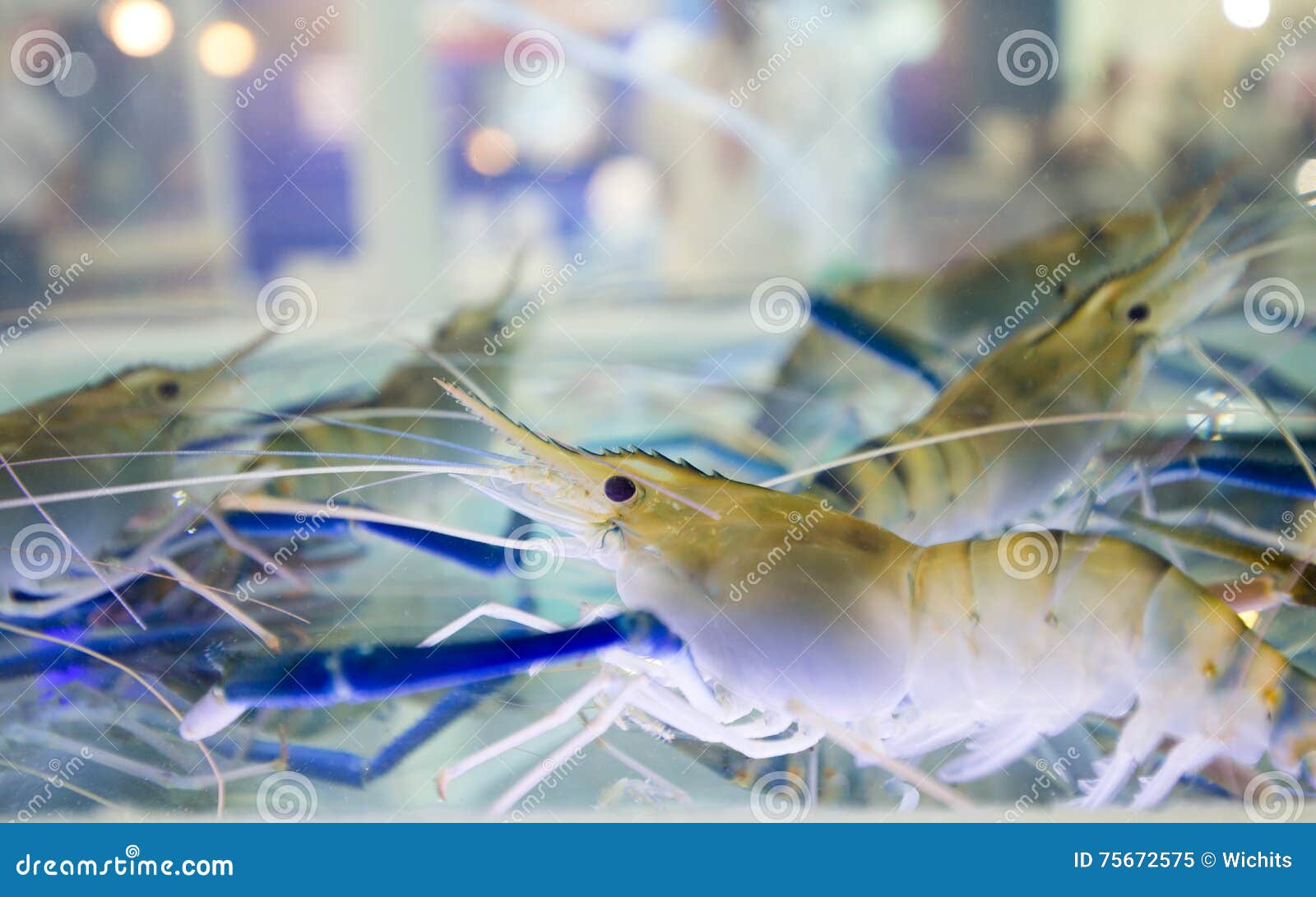 Closeup of Fresh Water Prawn Stock Image - Image of crab, nature: 75672575