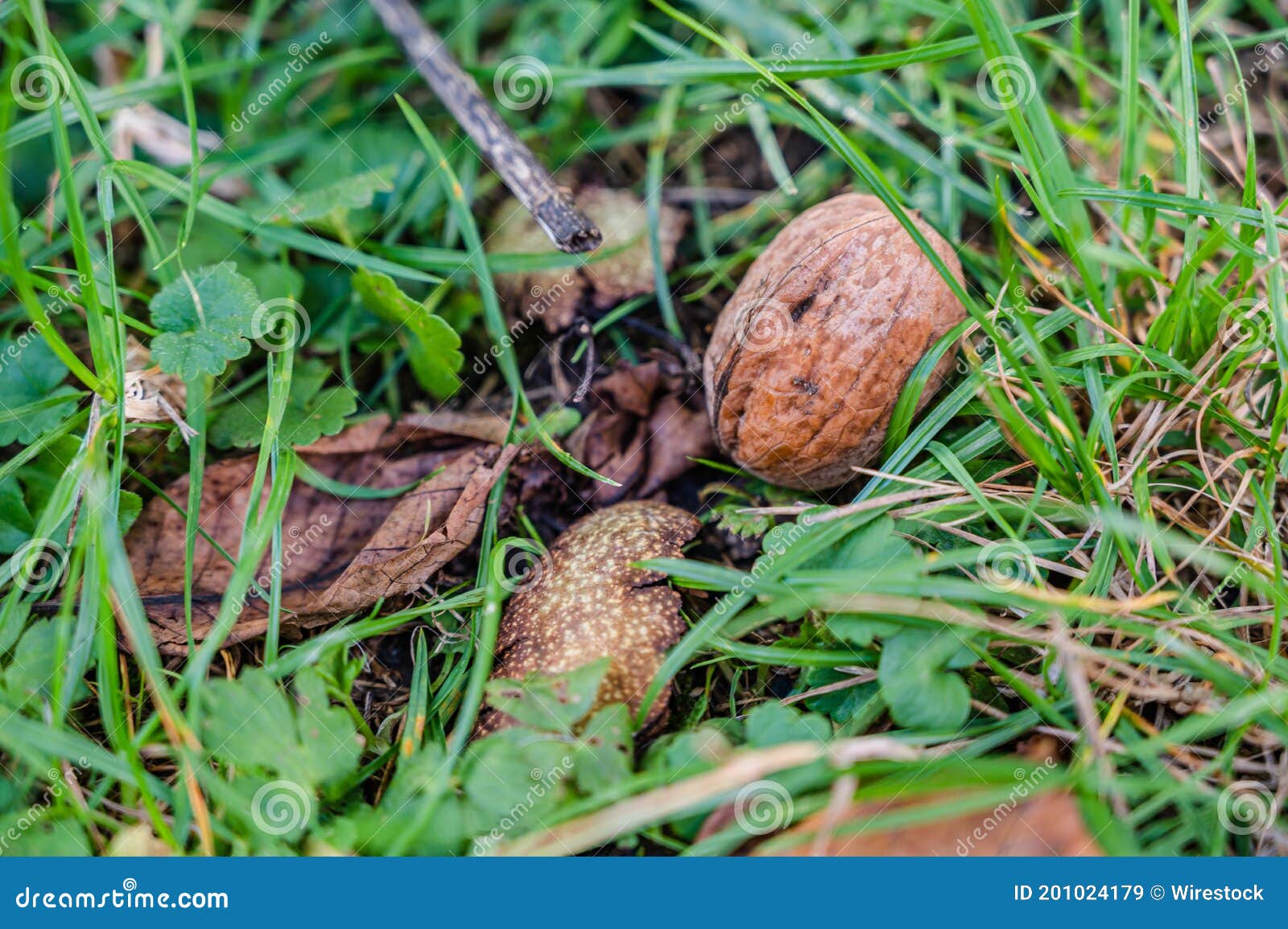 Closeup of a Fresh Whole Walnut Fallen on the Grass Stock Image - Image ...