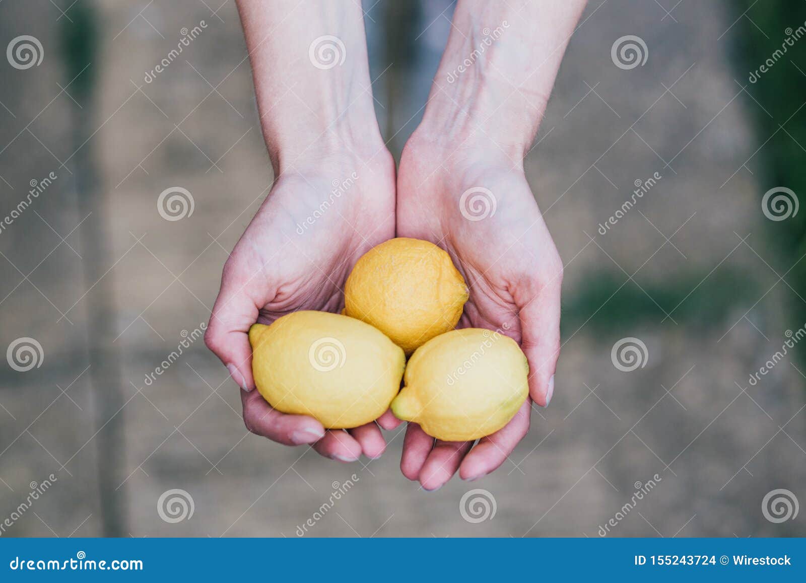 Closeup of Fresh Yellow Lemons Held by a Female Stock Photo - Image of ...
