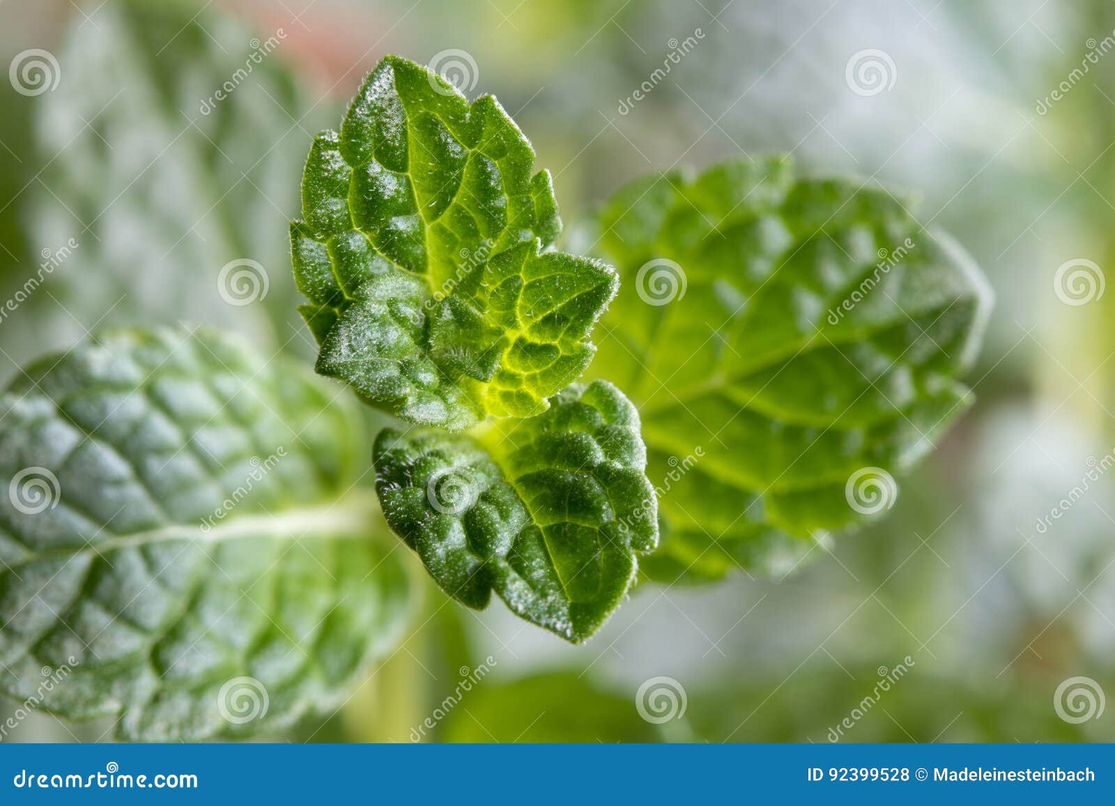 Closeup of Fresh Young Green Peppermint Leaves Stock Photo - Image of ...