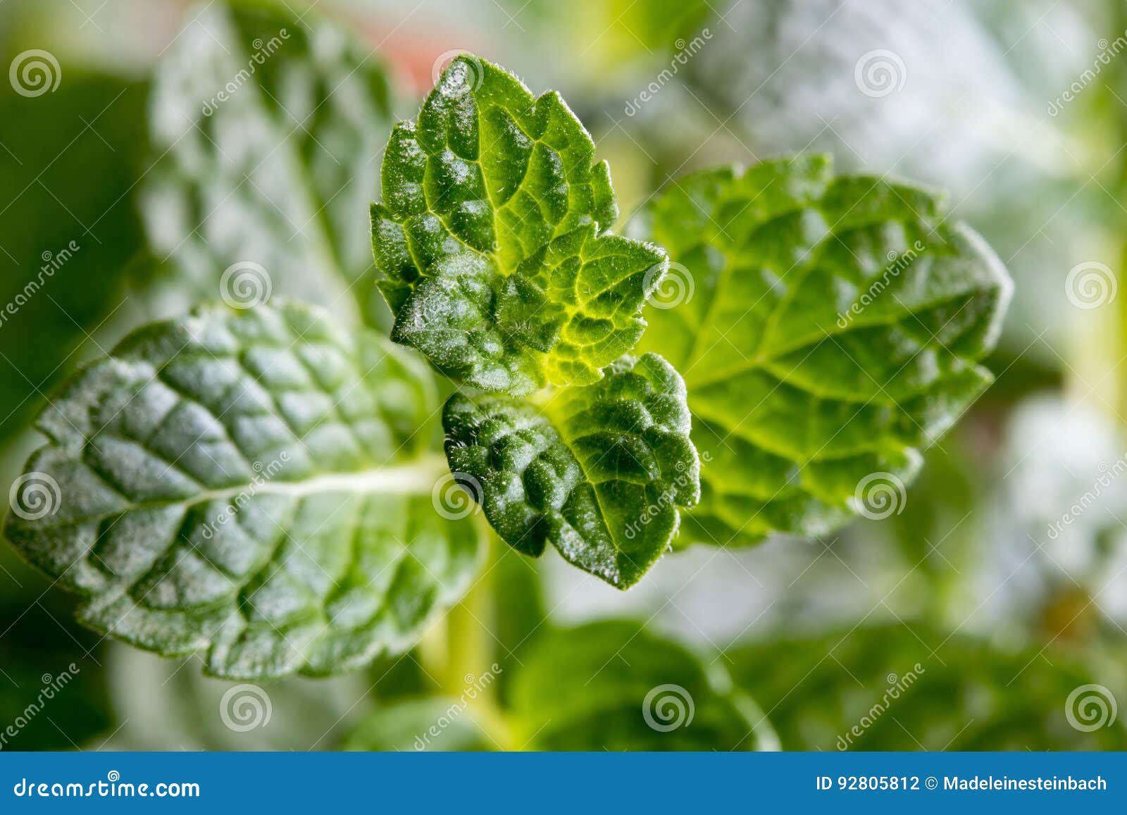 Closeup of Fresh Young Green Peppermint Leaves Stock Photo - Image of ...