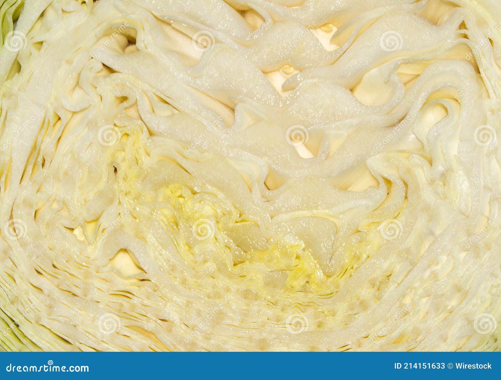 Closeup of a Freshly Cut Cabbage Under the Lights Stock Image - Image ...