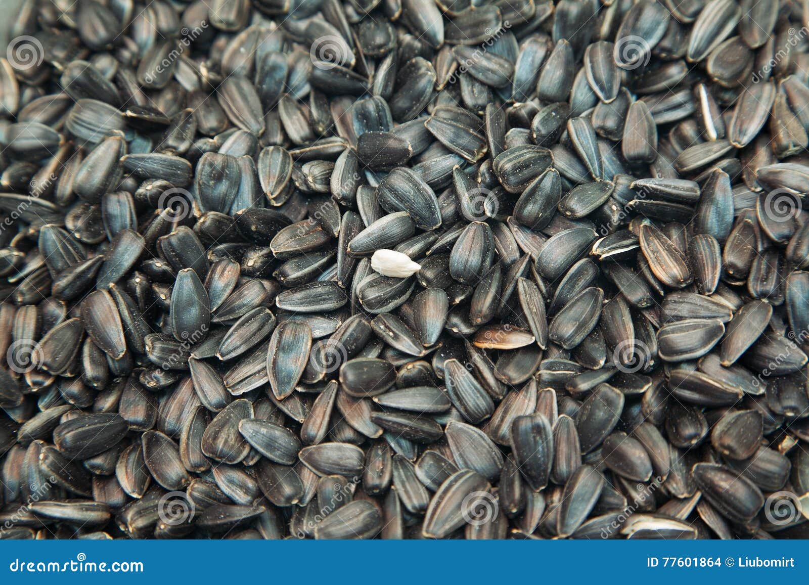 Closeup of Fried Sunflower Seed Stock Photo - Image of diet, nutritious ...