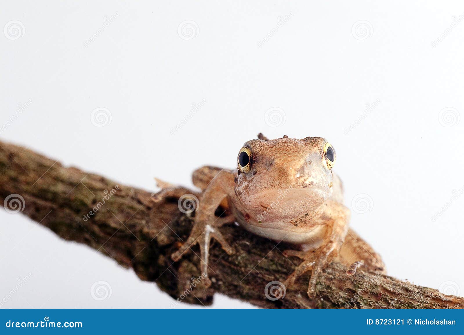 Closeup Frog Isolated with White Color Stock Image - Image of fragile ...