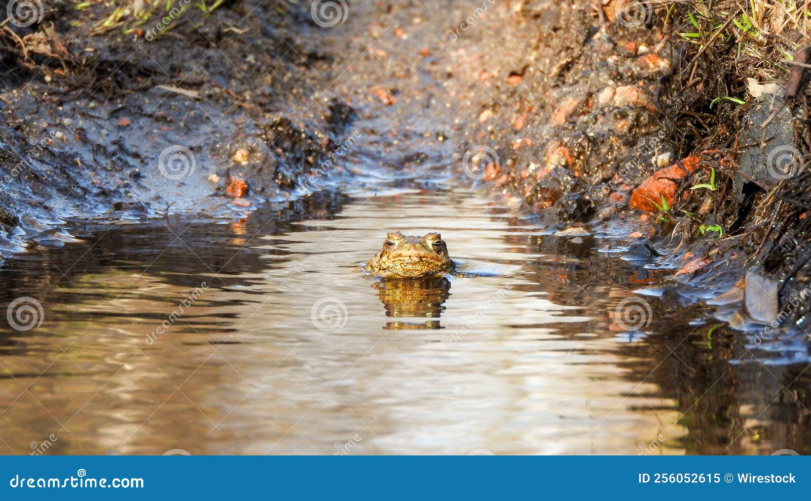 Closeup of a Frog Swimming in a Puddle Stock Image - Image of natural ...
