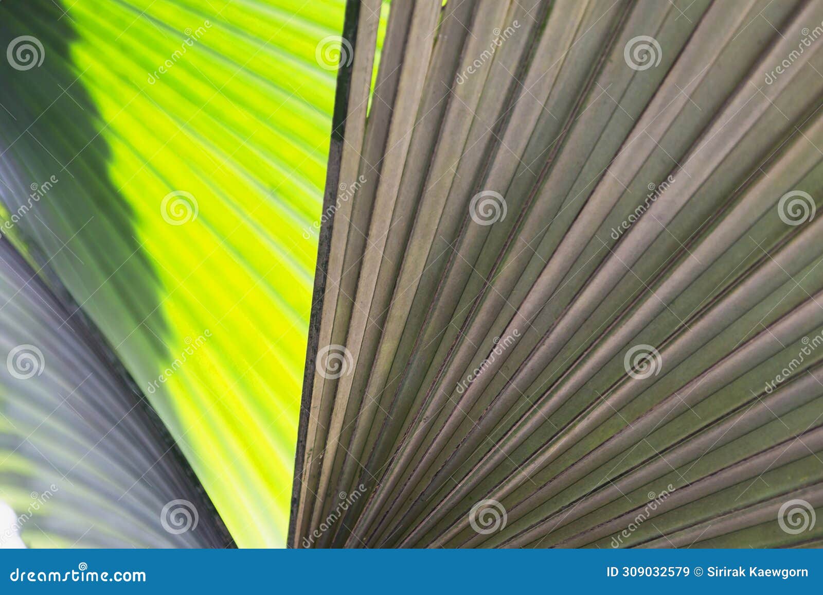 Closeup Front and Back Palm Leaf Texture Background Stock Image - Image ...