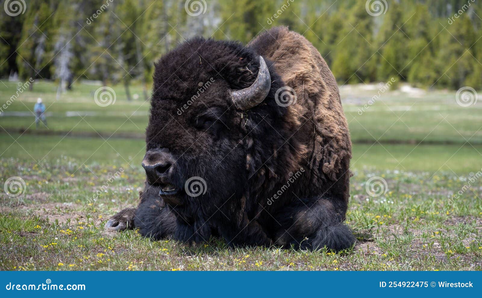 Closeup Front Shot of a Bison Sitting on the Grass with Forest in the ...