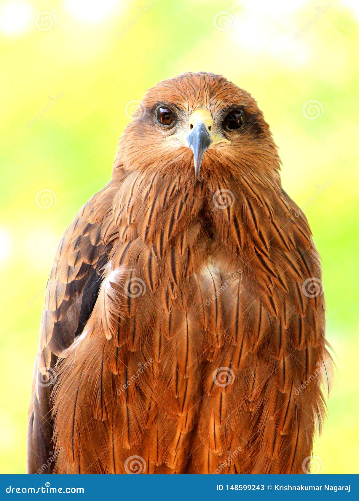 Closeup and Front View of Beautiful Golden Eagle Stock Image - Image of ...