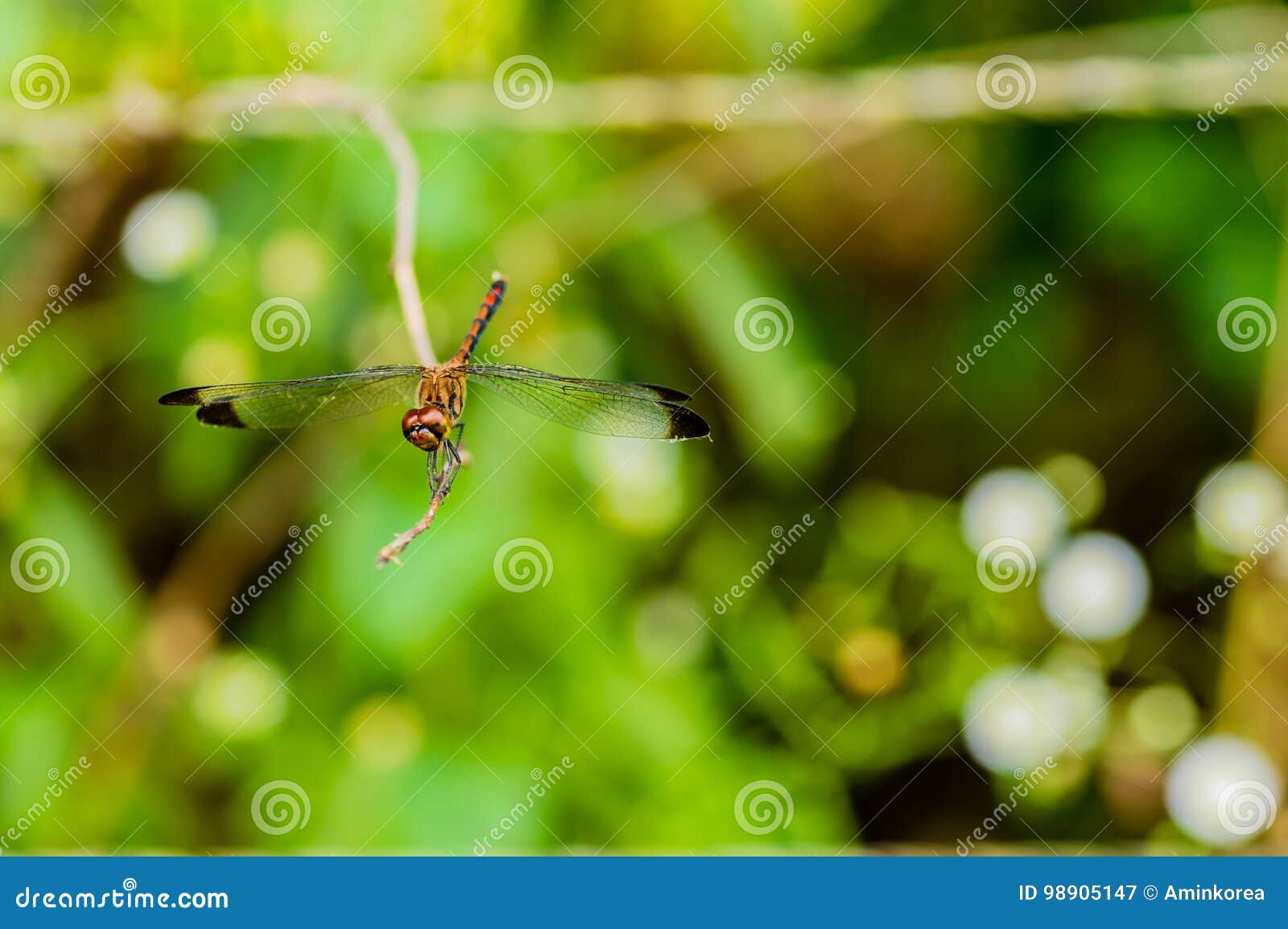 Front View of Brown Dragonfly Perched on a Small Twig Stock Image ...