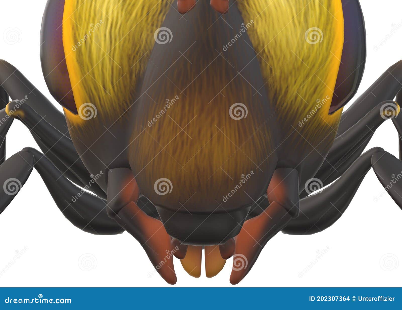 Closeup on the Front View of the Head of a Honey Bee Stock Illustration ...