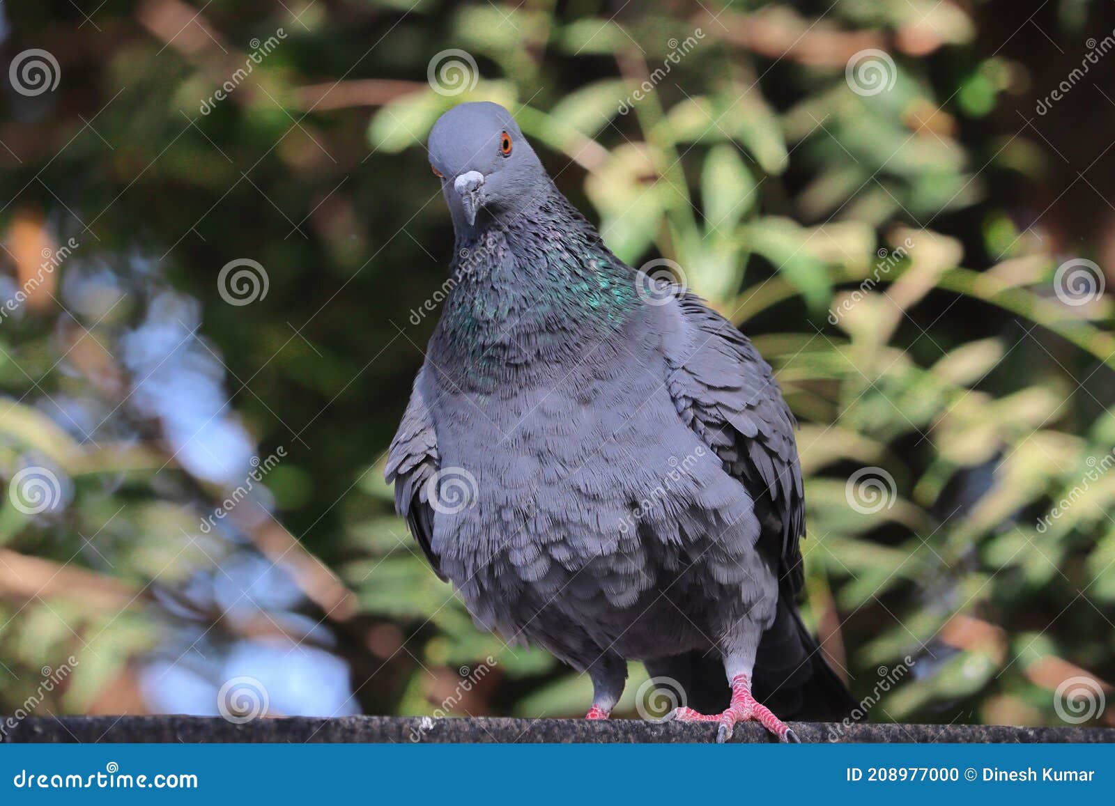 Closeup Front View of a Pigeon Resting in the Summer Stock Photo ...