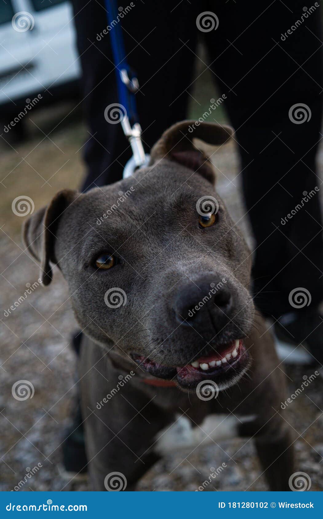 Closeup Front View of a Pit Bull Terrier on a Leash at a Park Stock ...