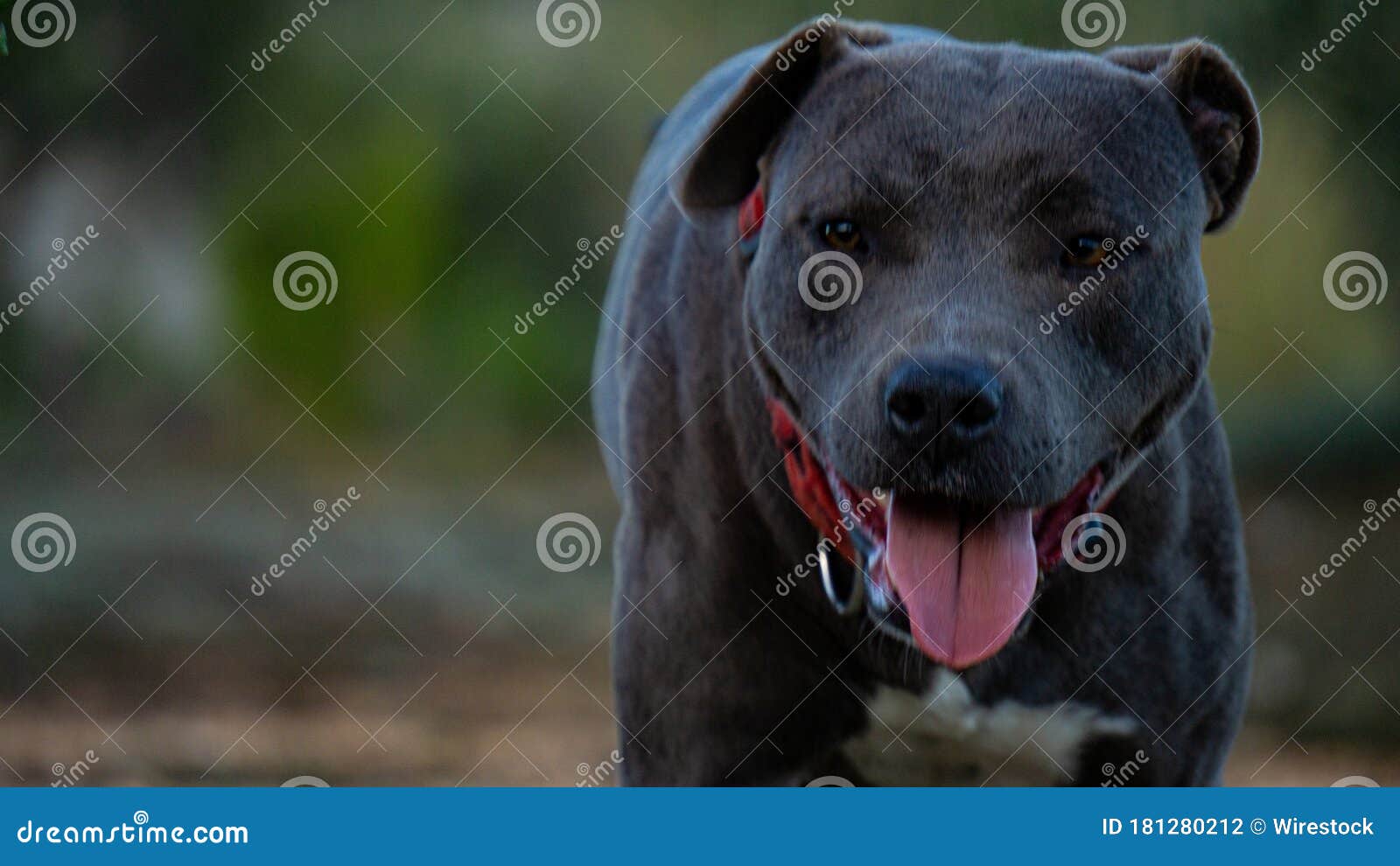 Closeup Front View of a Pit Bull Terrier at a Park Stock Photo - Image ...