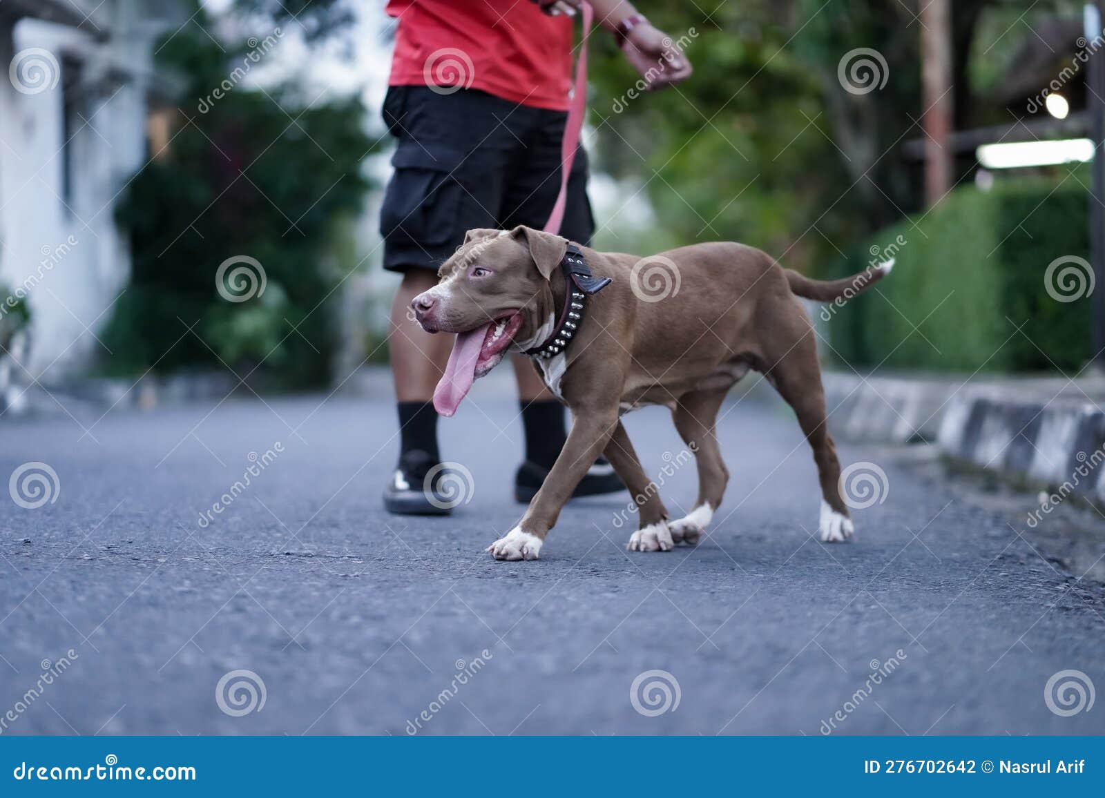 Closeup, Front View of a Pitbull Dog Being Played with in an Urban Area ...