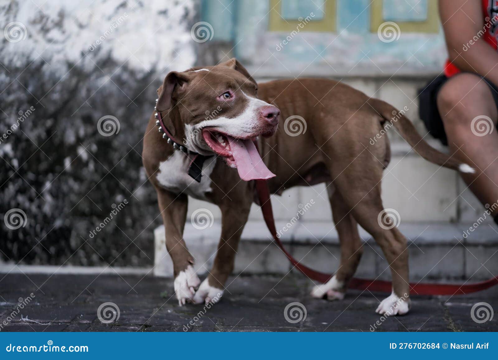 Closeup, Front View of a Pitbull Dog Being Played with in an Urban Area ...