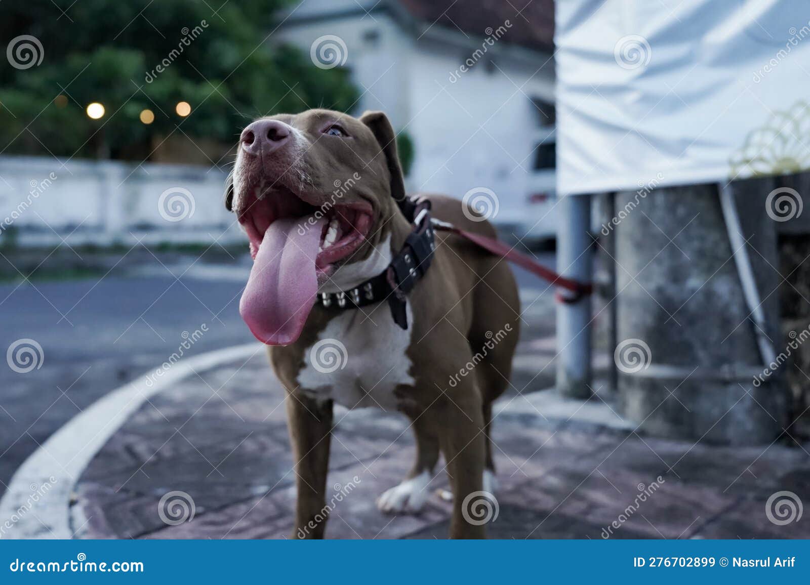 Closeup, Front View of a Pitbull Dog Being Played with in an Urban Area ...