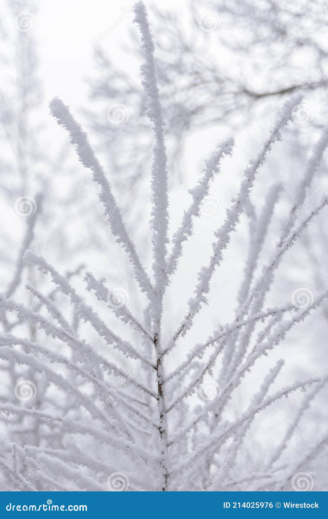 Closeup of a Frosty Tree Branch Stock Photo - Image of outdoors ...