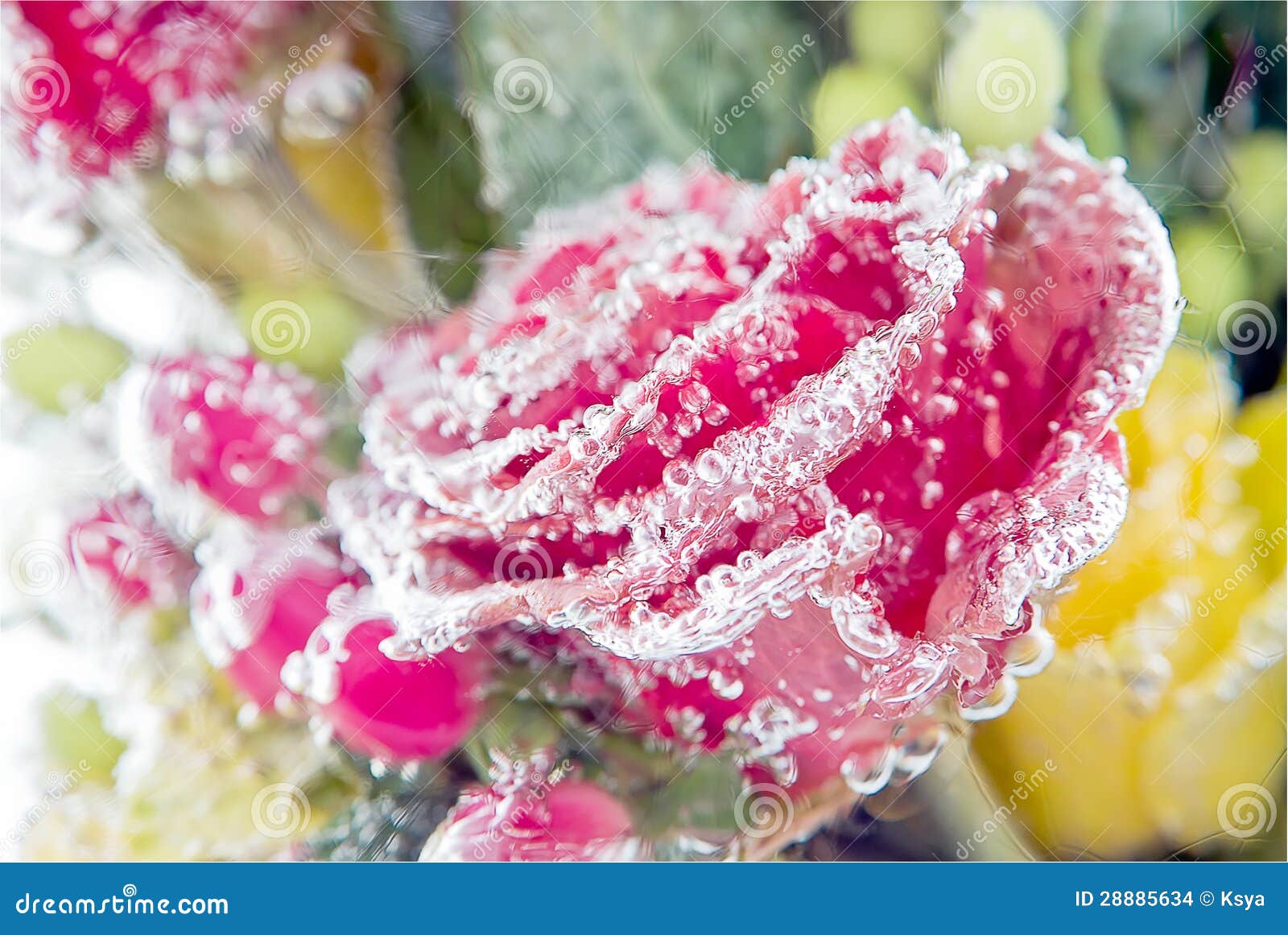 Closeup of a Frozen Red Rose Stock Photo - Image of composition ...