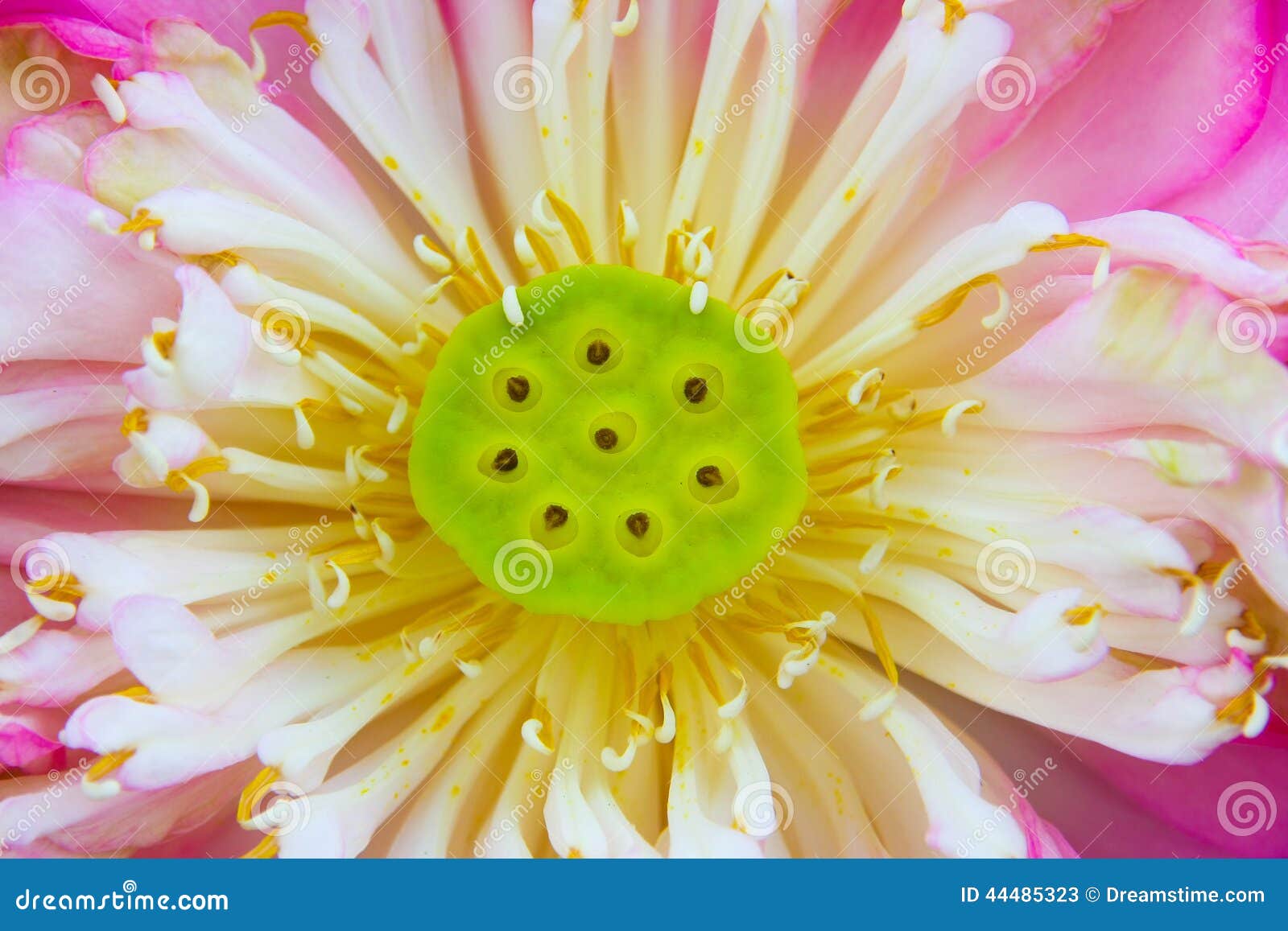 Closeup of Fully Bloomed Lotus Flower Stock Image - Image of botany ...