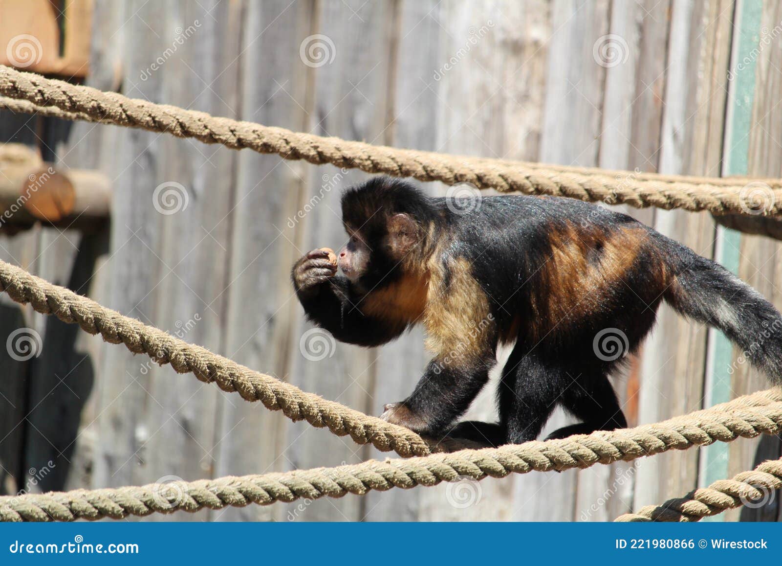 Closeup of a Funny Ape Wandering Along the Ropes Stock Photo - Image of ...