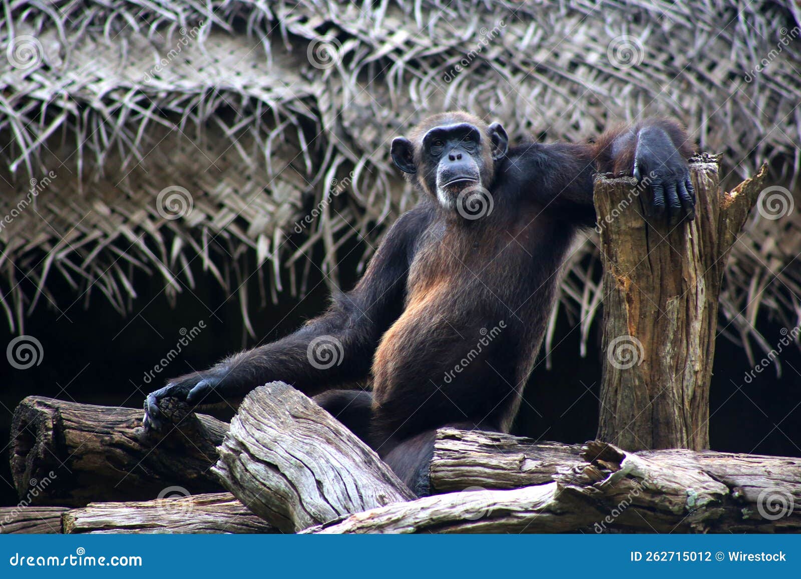 Closeup of a Funny Chimpanzee Relaxing on the Tree Logs Stock Photo ...