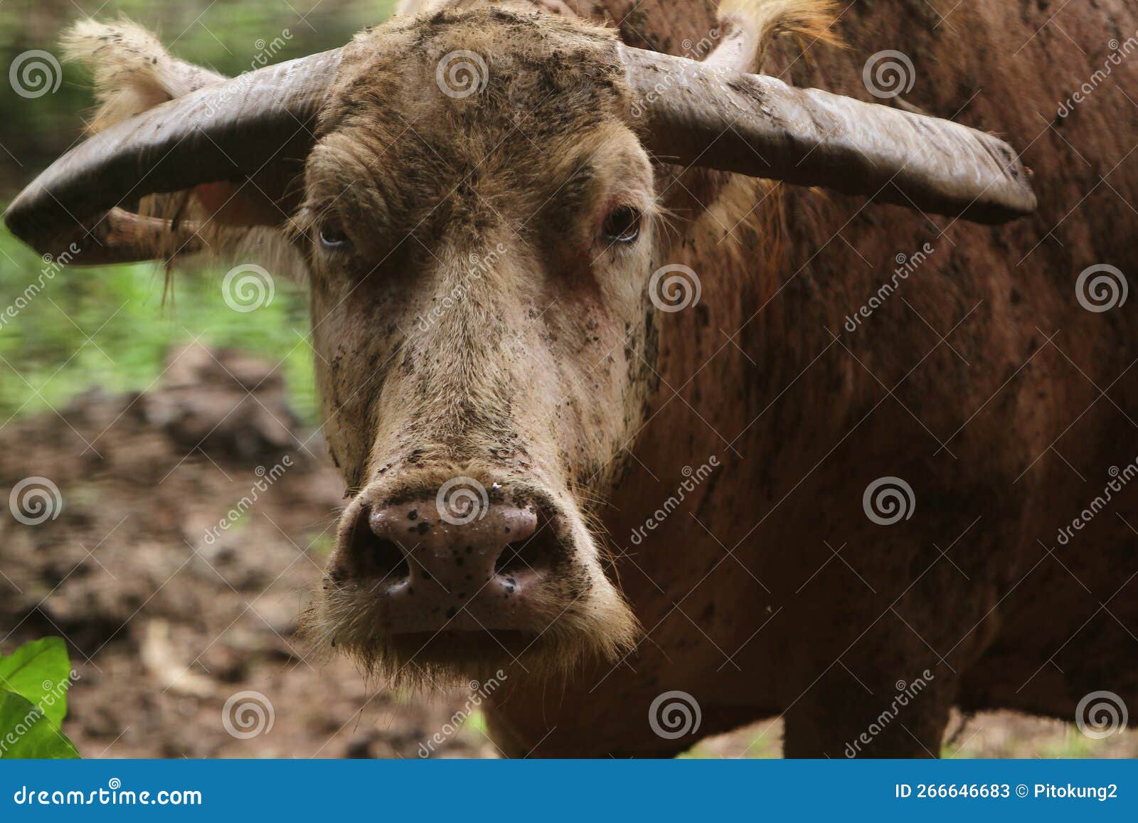 Closeup of the Funny Face of a Male Buffalo Stock Image - Image of ...
