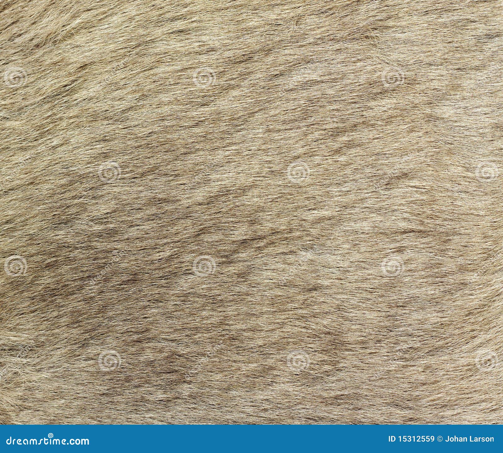 Closeup of the Fur of a Kangaroo Stock Image - Image of pattern ...