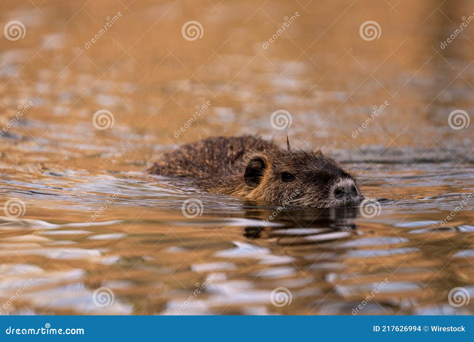 Nutria Swimming In River Stock Photography | CartoonDealer.com #147025484
