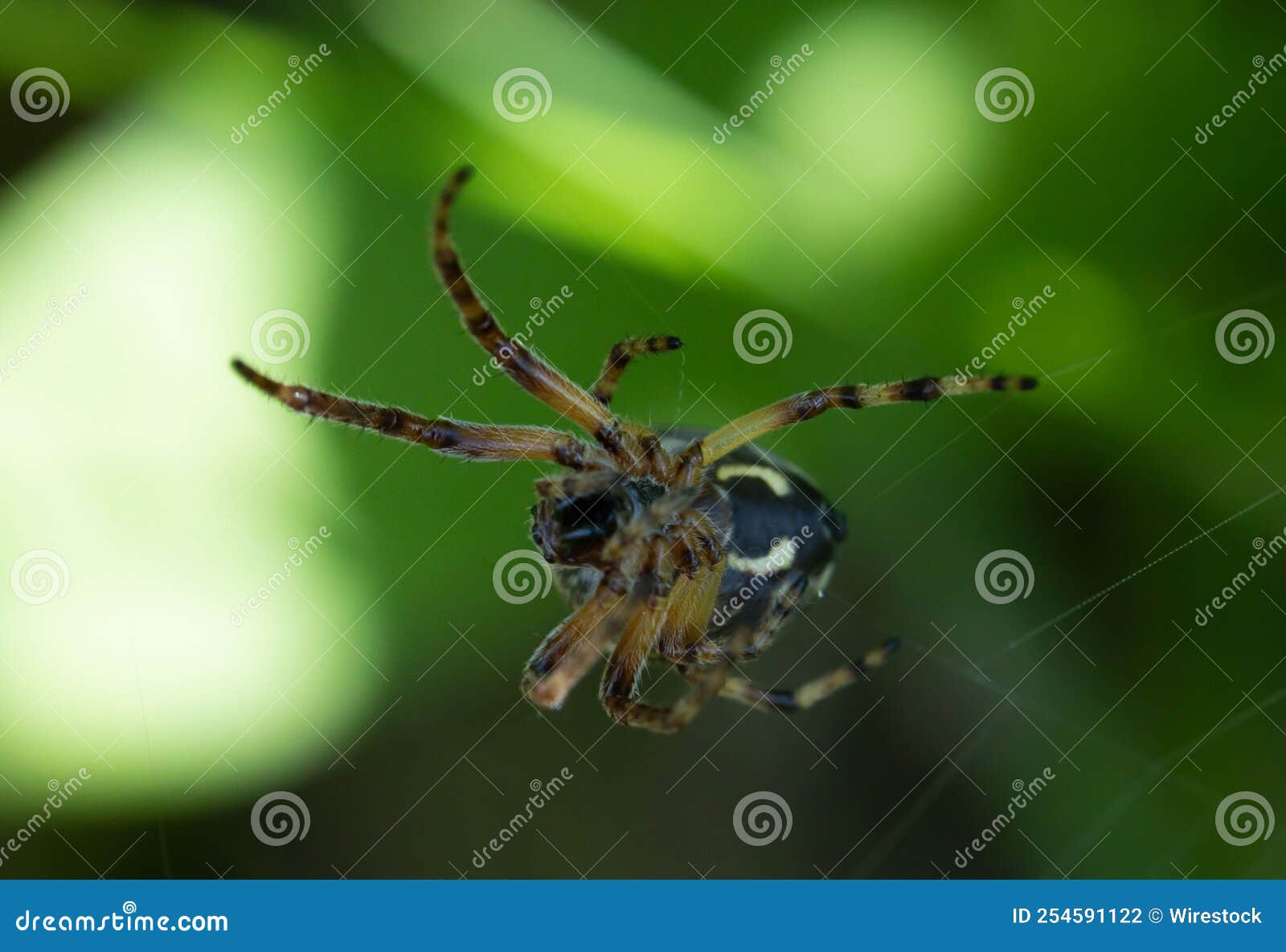 Closeup of a Furrow Spider Weaving Its Web in Daylight Stock Photo ...