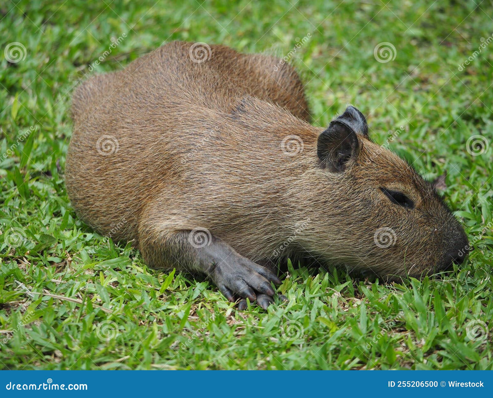 Closeup of a Furry Capybara Laying in the Field Stock Photo - Image of ...