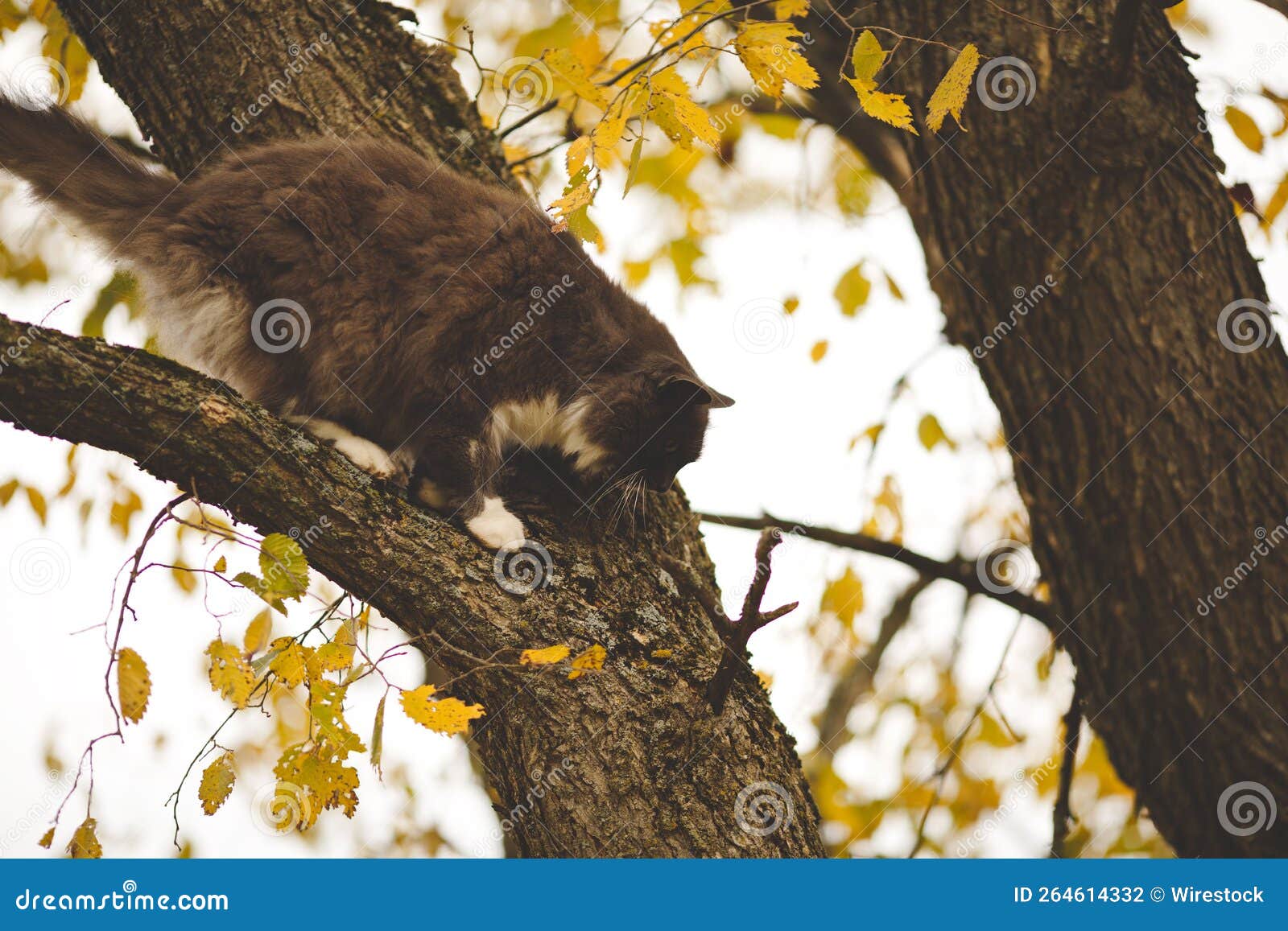Closeup of a Furry Cat on a Tree Branch in Autumn Stock Photo - Image ...