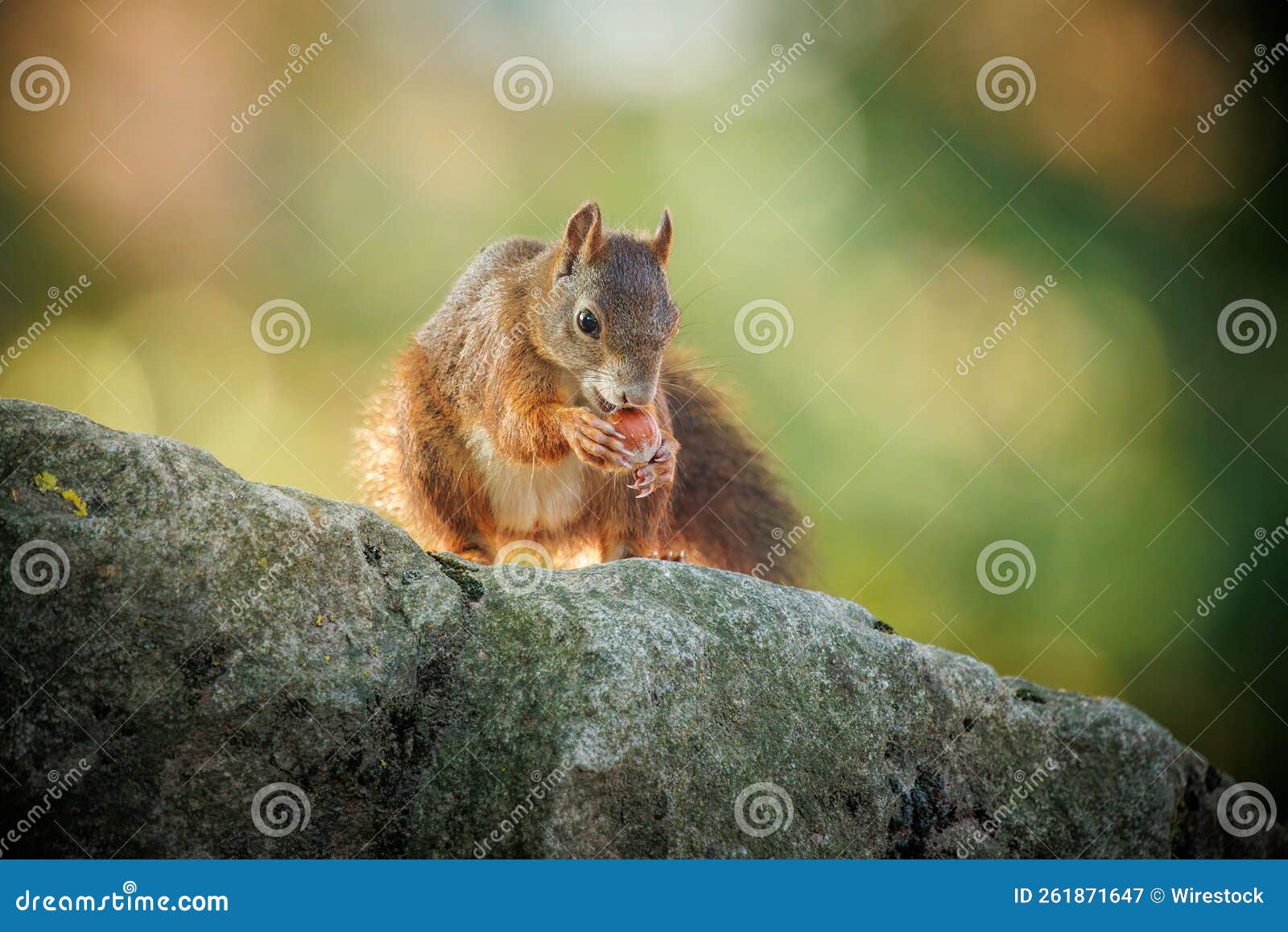 Closeup of a Furry Red Squirrel Eating a Nut on the Rock Stock Image ...