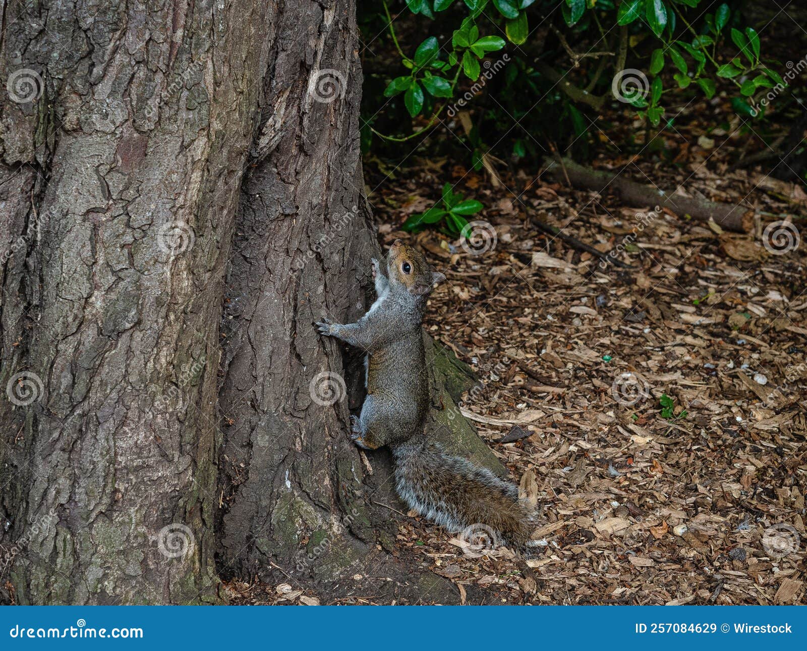 Closeup of a Furry Squirrel Climbing Up the Tree Trunk Stock Image ...