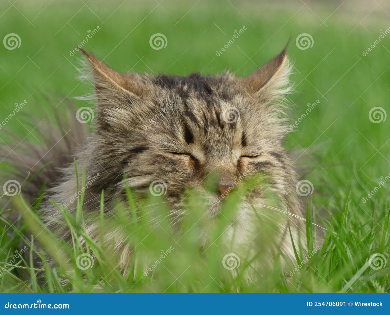 Closeup of a Fuzzy Cat Having a Lazy Time in the Grass Stock Image ...