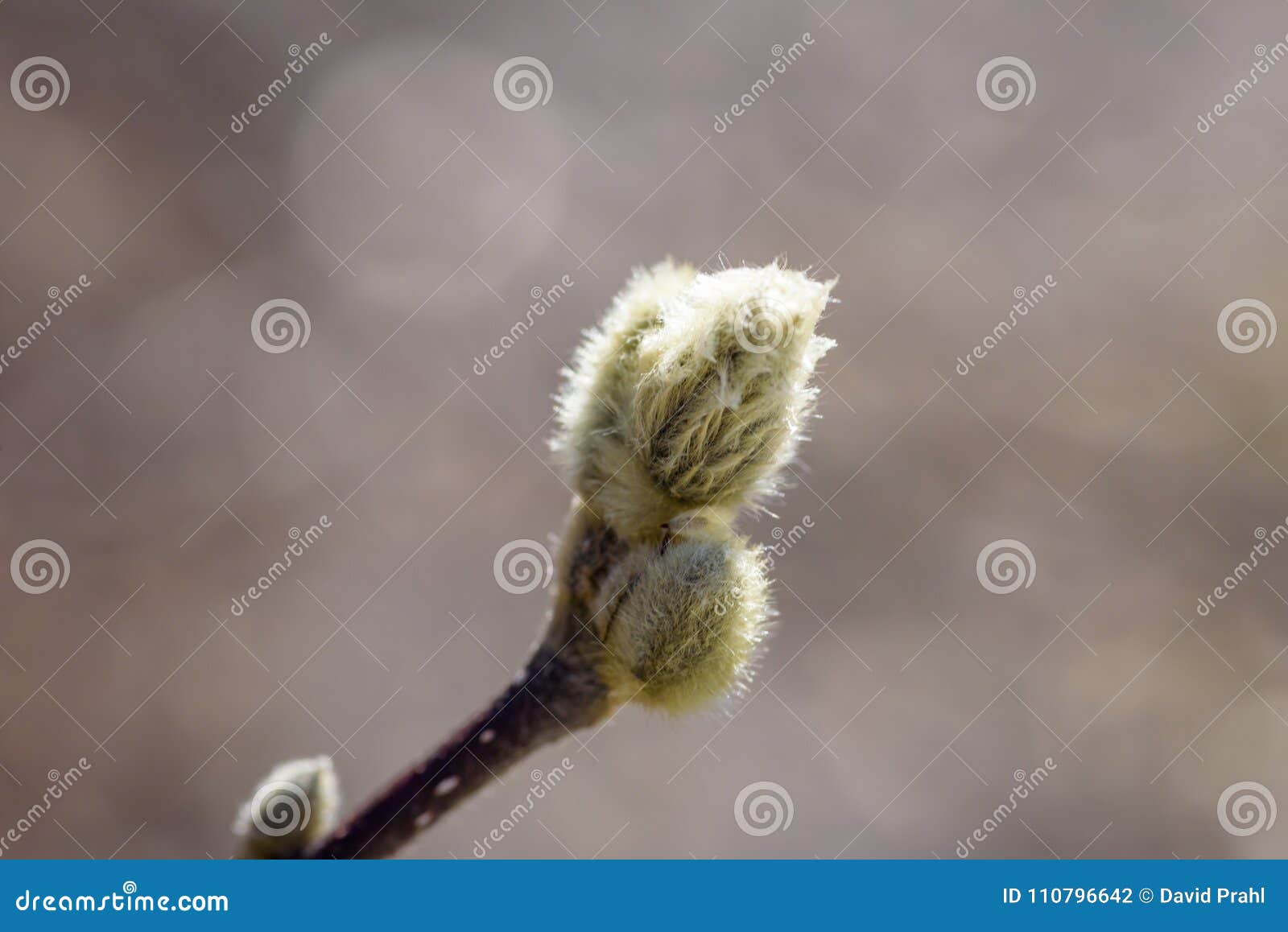 Macro Closeup of Magnolia Tree Bud in Early Spring Stock Photo - Image ...