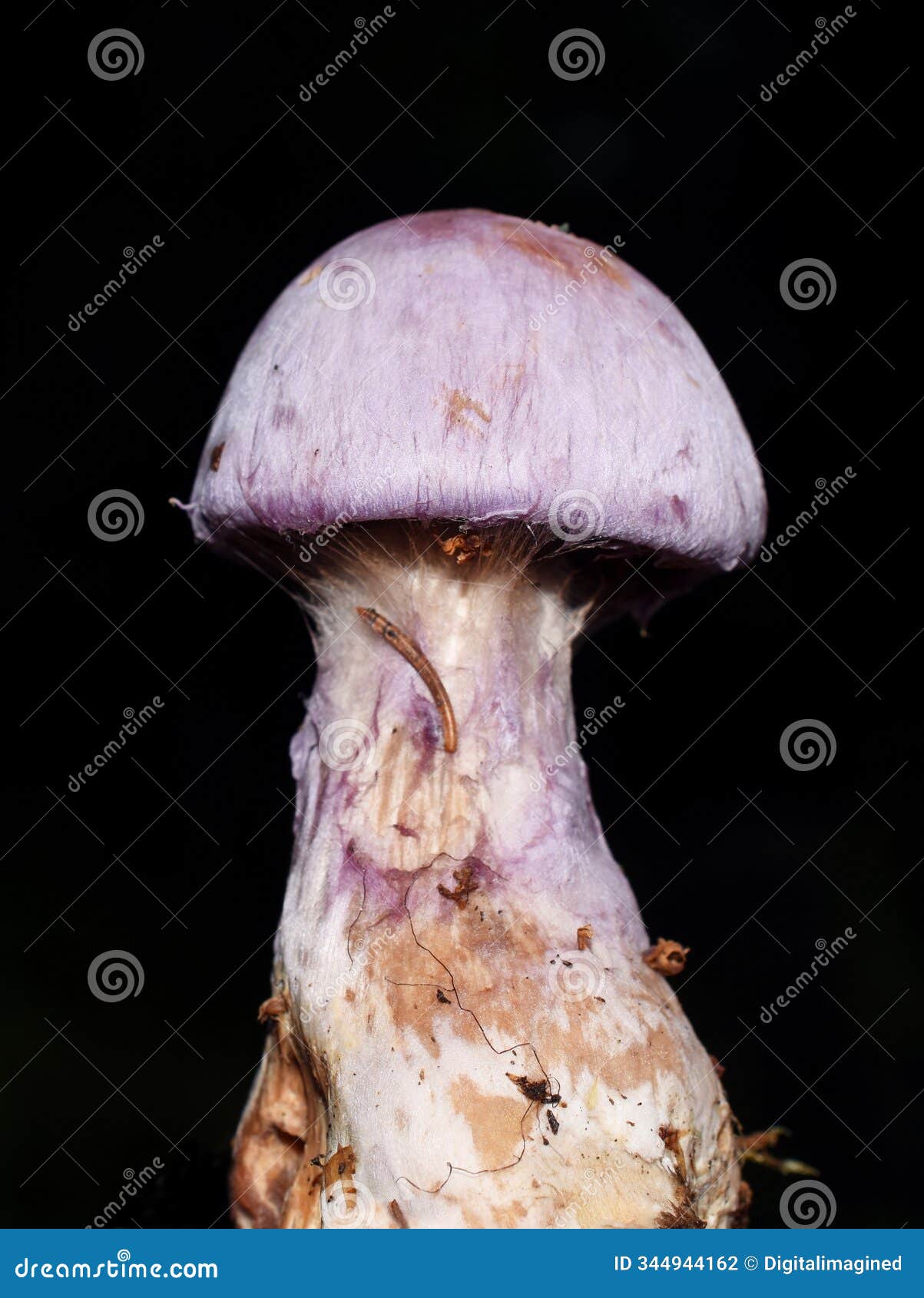 Gassy Webcap Cortinarius Traganus Stock Photo - Image of isolated ...