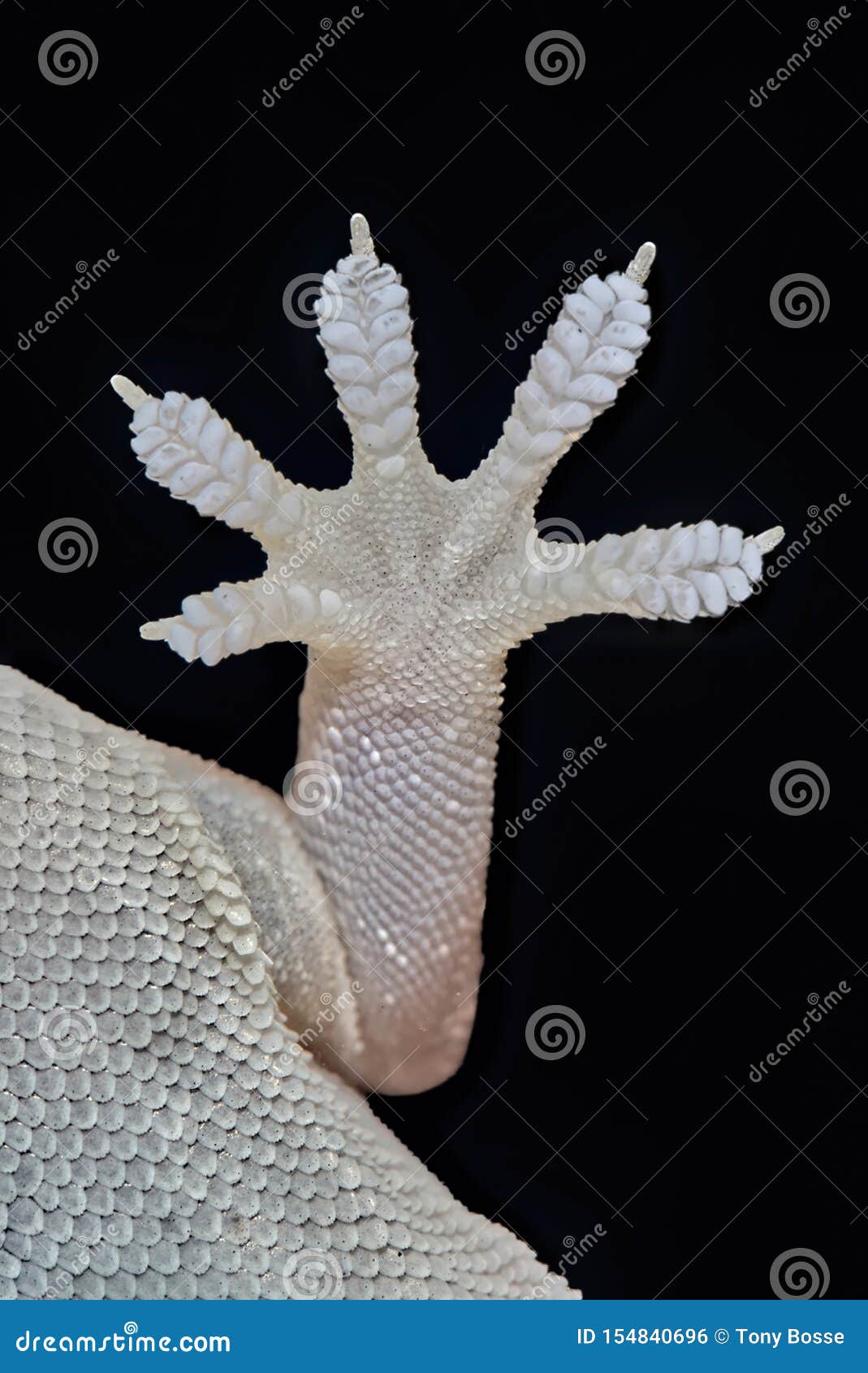 Gecko Paw Isolated on Black Stock Photo - Image of strange, reptile ...