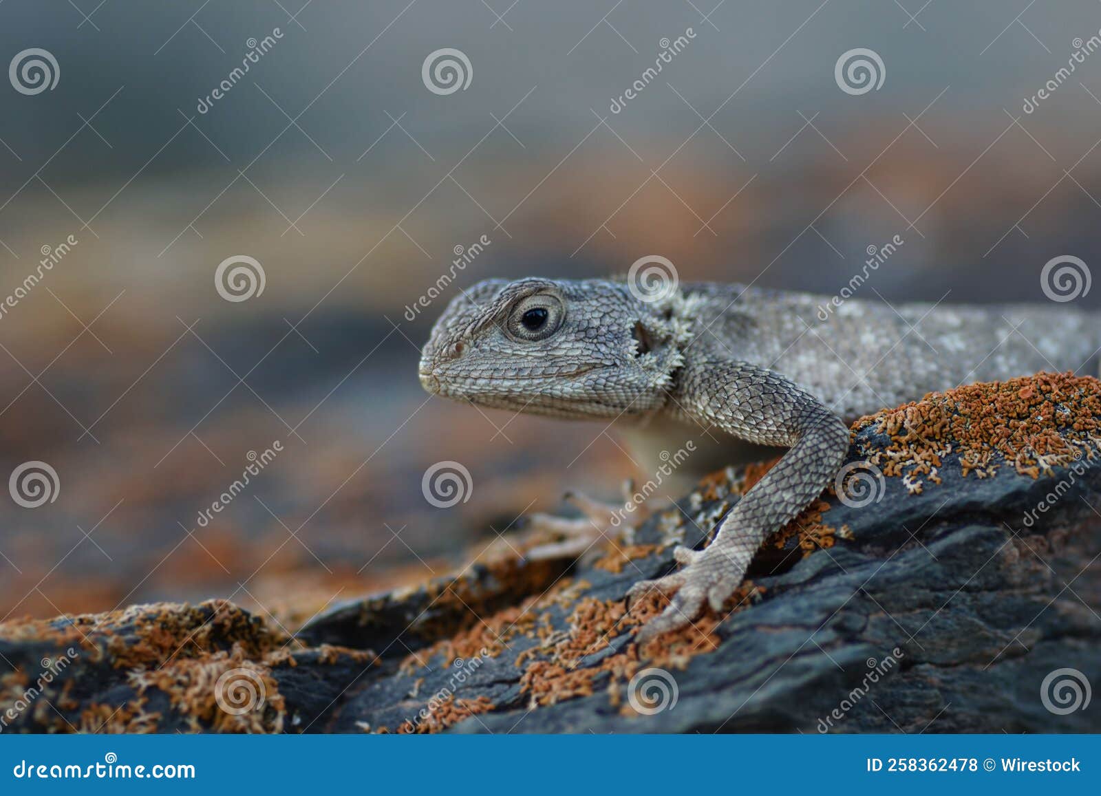 Closeup of a Gecko on a Rock in Morocco. Stock Photo - Image of rock ...